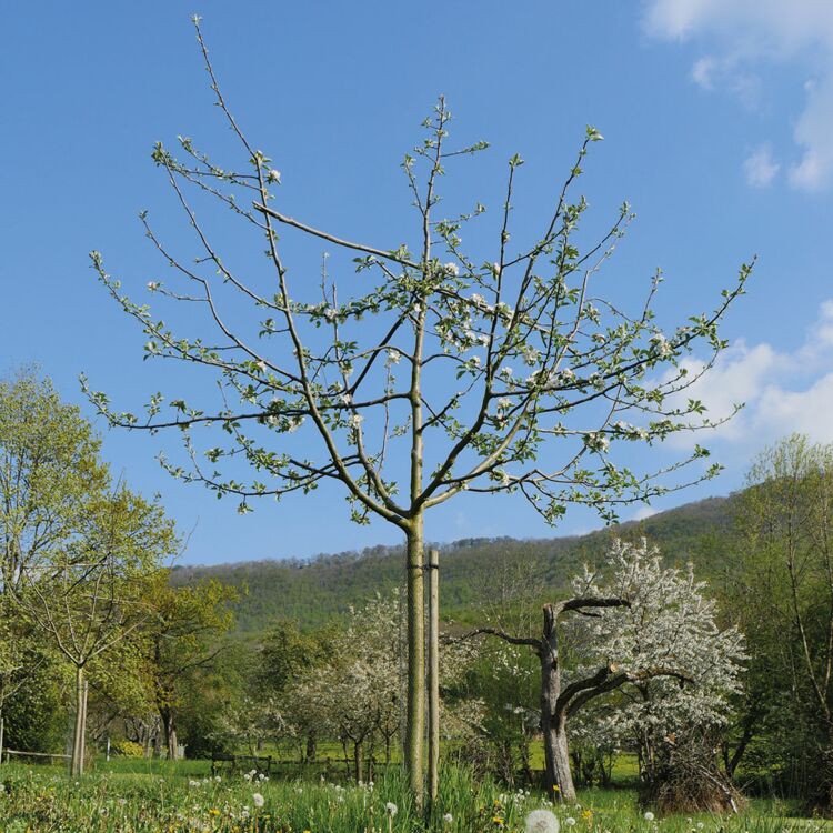 Sie sind da: Standards für Obstbaumpflege - Hochstamm Deutschland e.V.
